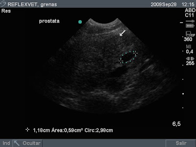 REFLEXVET ¨soluciones en ecografia veterinaria¨: PROSTATA DEL PERRO